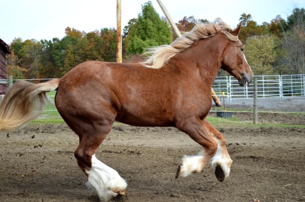 Chestnut Oak Gypsy Vanner Cob Horse Stallion :: Rosewater Cassidy "Sid ...