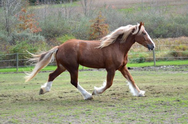 Chestnut Oak Gypsy Vanner Cob Horse Stallion :: Rosewater Cassidy "Sid ...