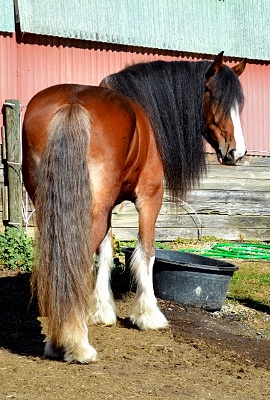 Chestnut Oak Gypsy Vanner Cob Horse Stallion :: Rosewater Cassidy "Sid ...