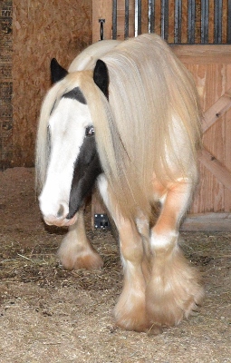 Chestnut Oak Gypsy Vanner Cob Horse Stallion :: Rosewater Cassidy "Sid ...