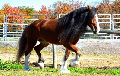 DRUM HORSE GYPSY DRUM HORSES GYPSY SHIRE HORSE BRABANT BELGIAN HORSE ...